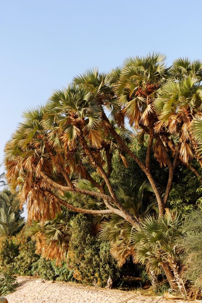 Duom Palm- I Planted Roots i Mexico – Manzanillo Sun