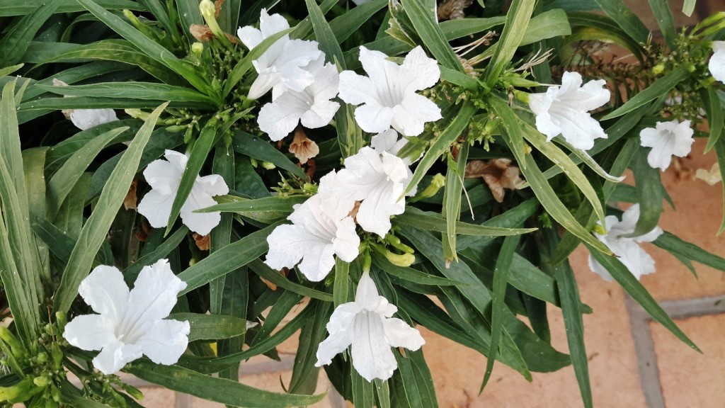 Mexican Petunia -I Planted Roots in Mexico – Manzanillo Sun