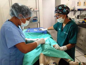 EIight Myths Regarding Spaying and Neutering – Manzanillo Sun