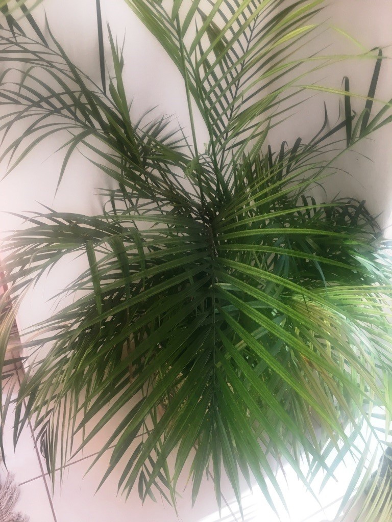 Cascada Palm-I Planted Roots in Mexico – Manzanillo Sun