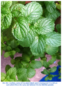 Mint Mentha – I Planted Roots in Mexico – Manzanillo Sun